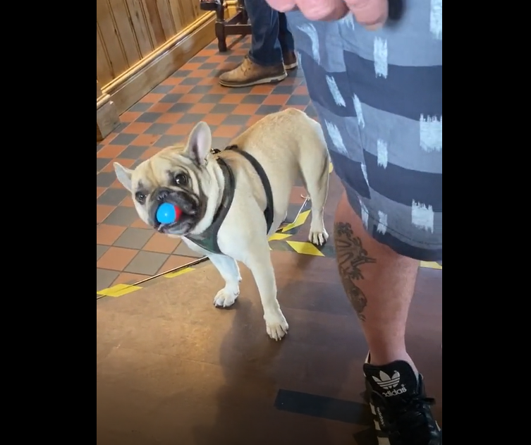 Your Sports Highlight Of The Day Is This Dog's Deadly Accuracy With A ...