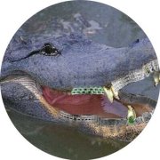 Hamilton Nolan | Defector