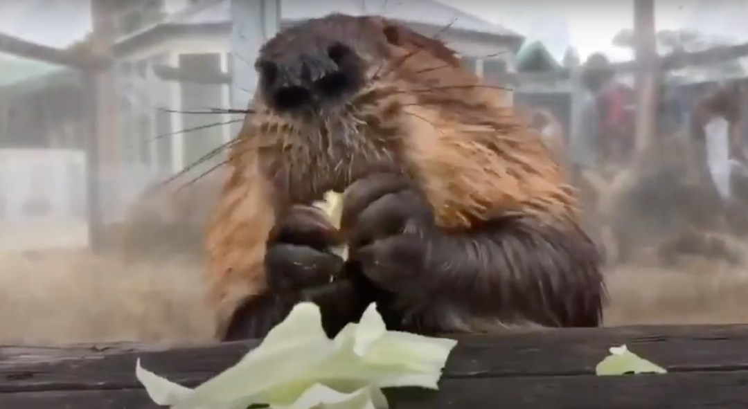 This Beaver's Really Going To Town On That Cabbage | Defector