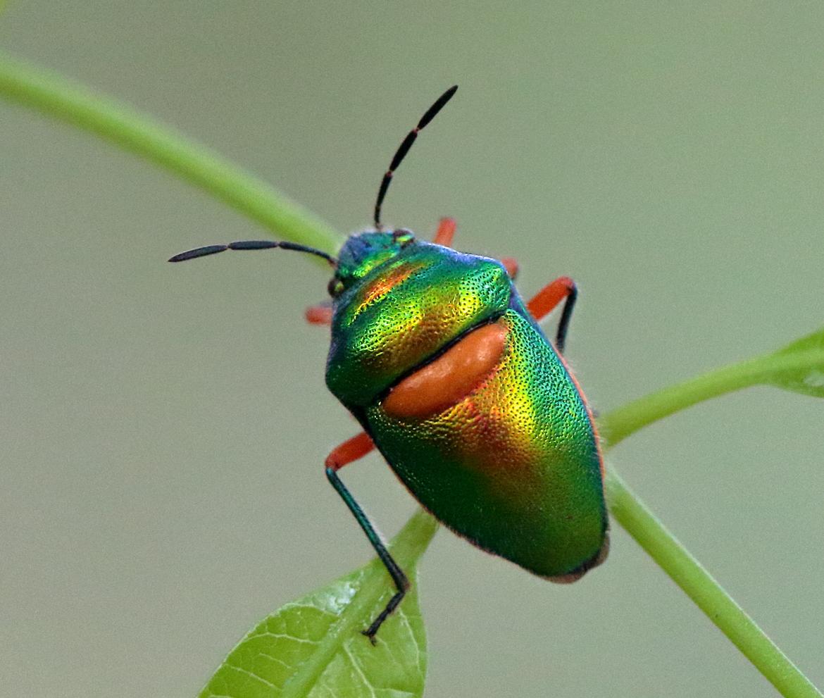 Could This Farting Bug With "Senator" In Its Scientific Name Release Me ...