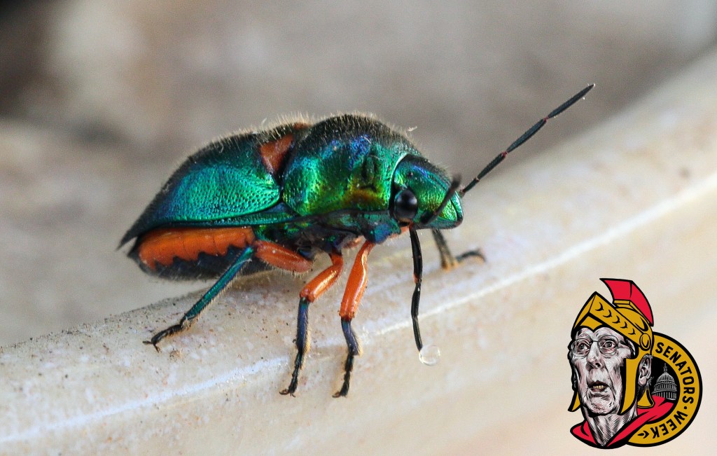 Could This Farting Bug With "Senator" In Its Scientific Name Release Me ...