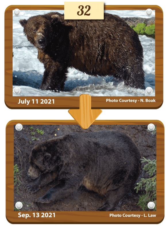 All Hail Walker, My Ride-Or-Die For Fat Bear Week