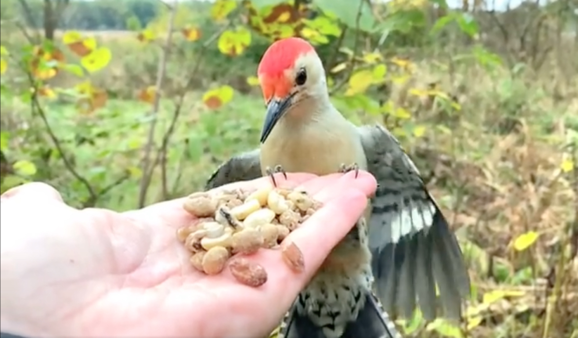 A Soothing Interview With A Master Of Slow-Motion Bird Videos | Defector
