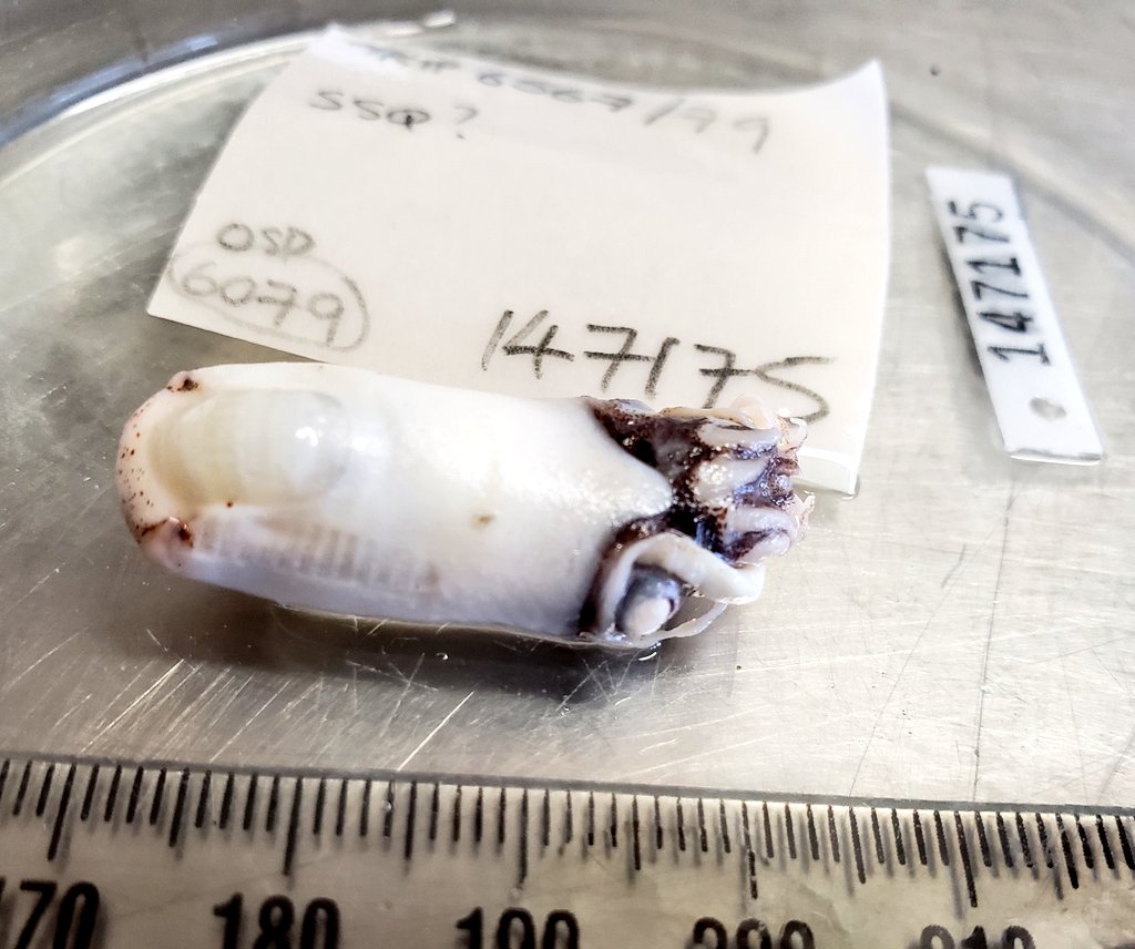 What's Inside The Squid Cube? | Defector