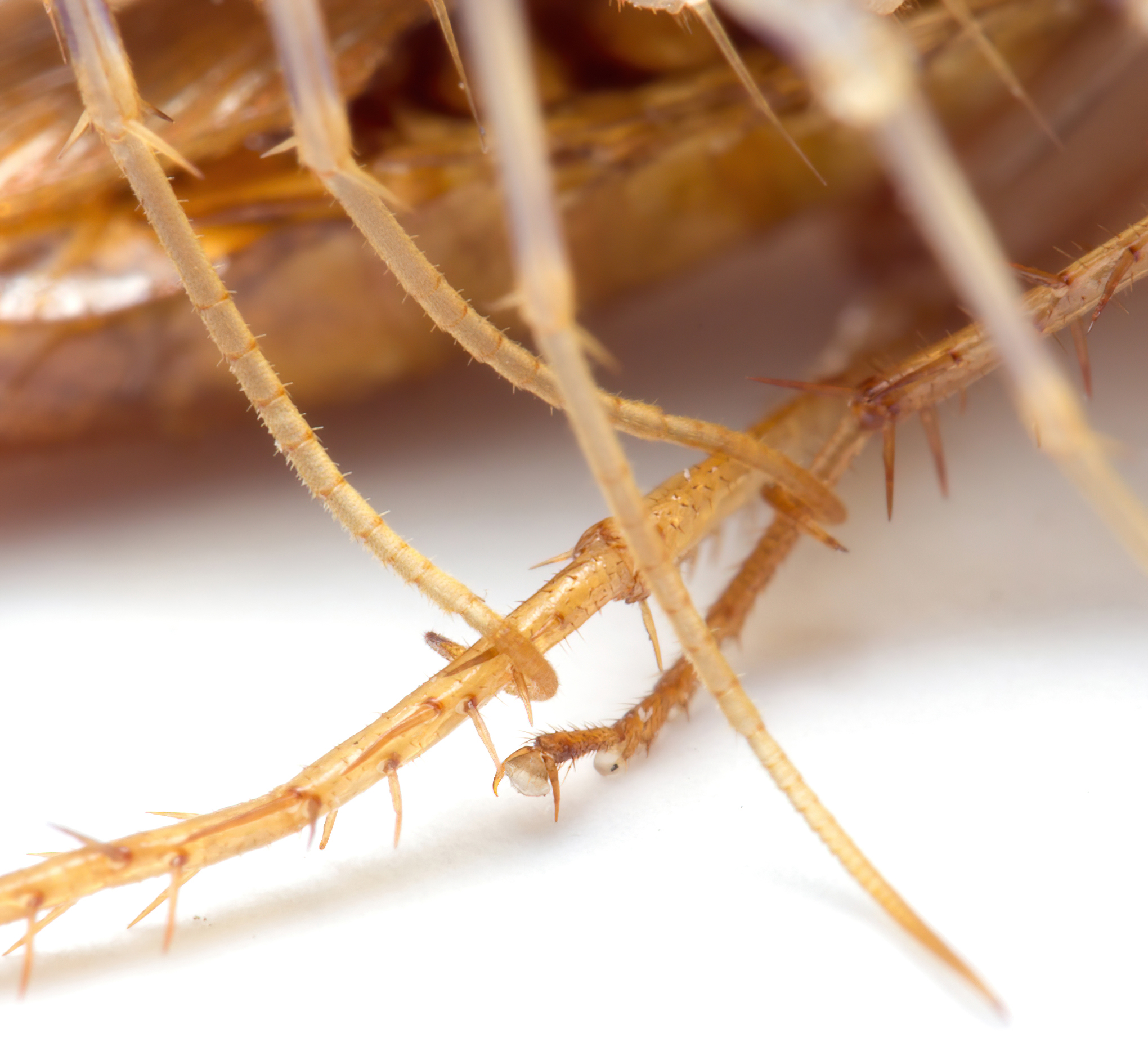 How I Learned To Stop Worrying About Their Many Tiny Legs And Love The ...