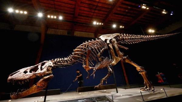 The T. Rex Species Saga, Explained | Defector