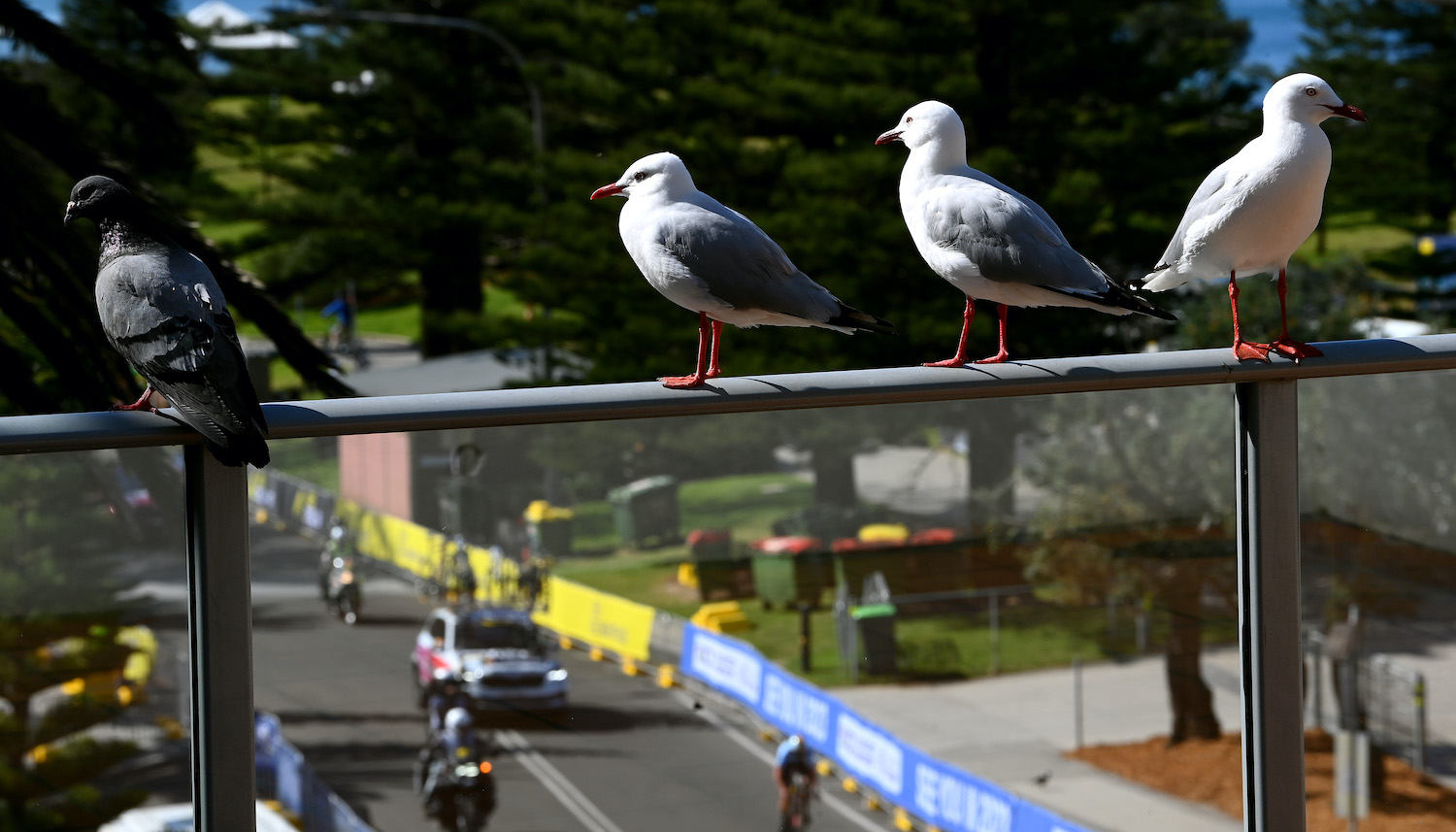The Winner Of The Cycling World Championships Is: Birds | Defector