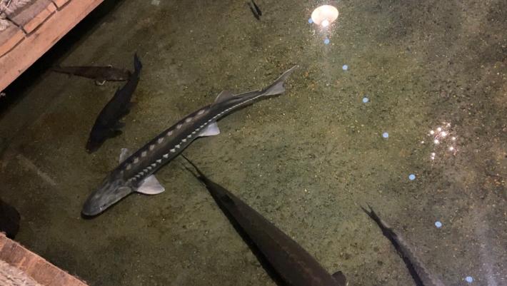 Every Creature I Met At The Bass Pro Shops Pyramid | Defector