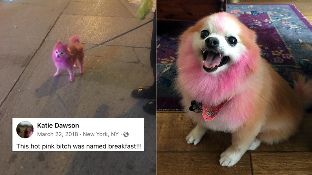 In Search Of A Hot Pink Bitch Named Breakfast | Defector