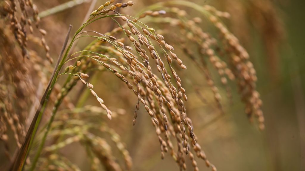 Grains Of Rice, Ranked | Defector