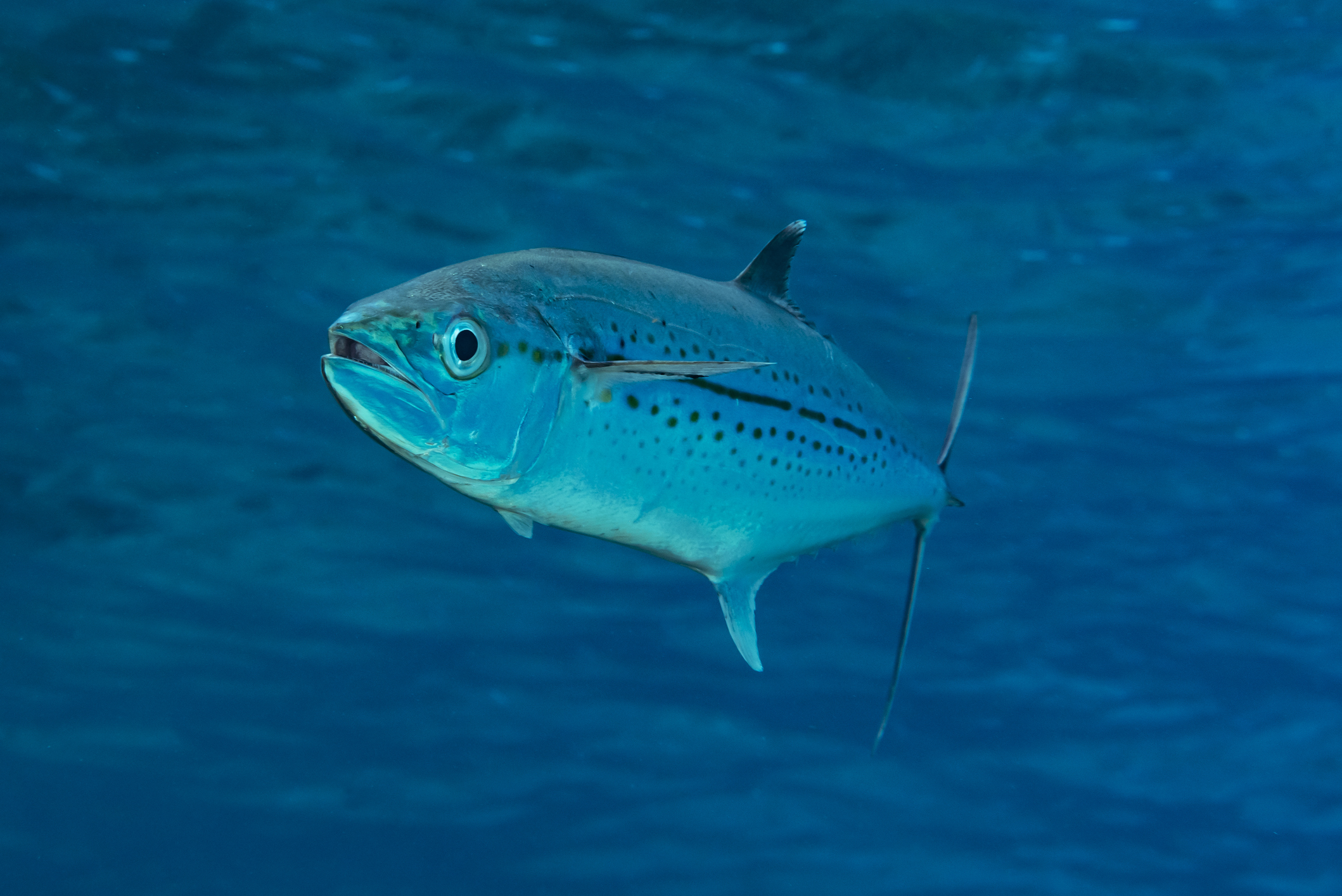 This Parasite Has Become A Full-Time Booger | Defector