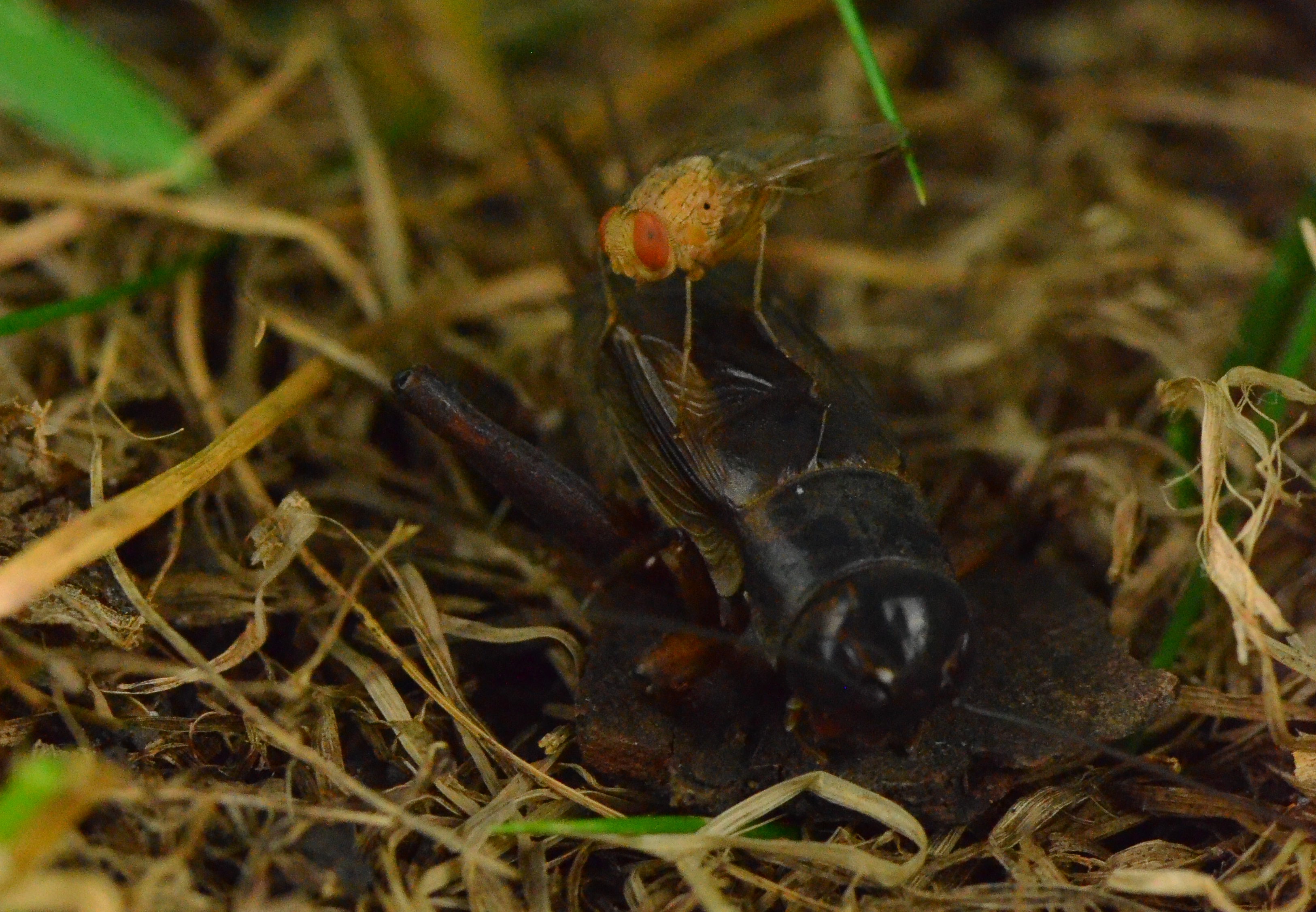 In Hawaii, Crickets Are Learning New Songs Of Sex And Death | Defector