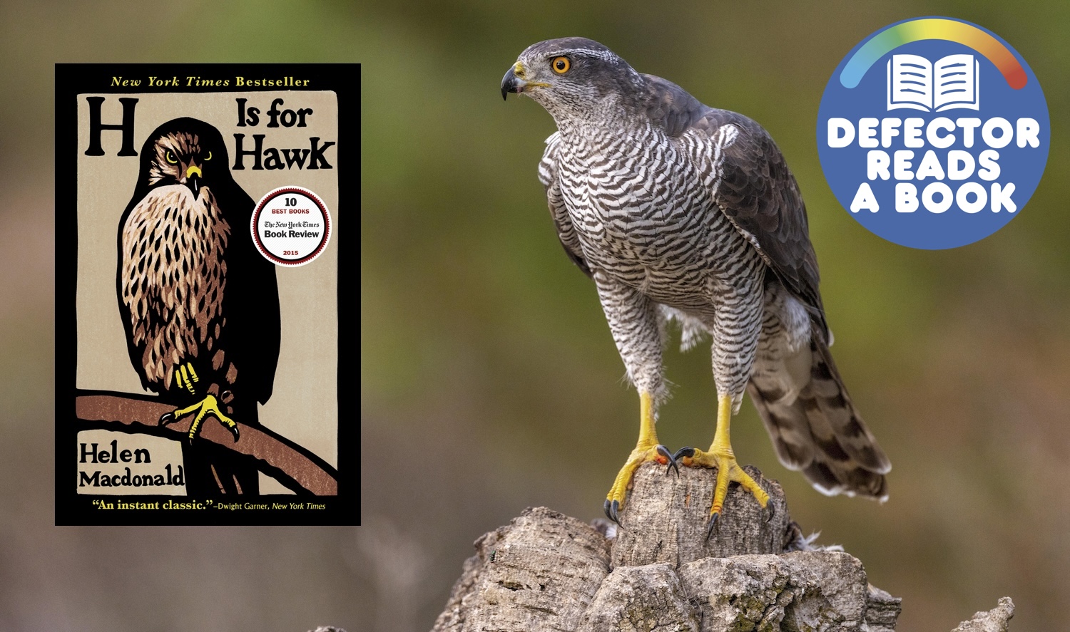 DRAB:H Is For Defector Reads A Bird: 'H Is For Hawk' | Defector