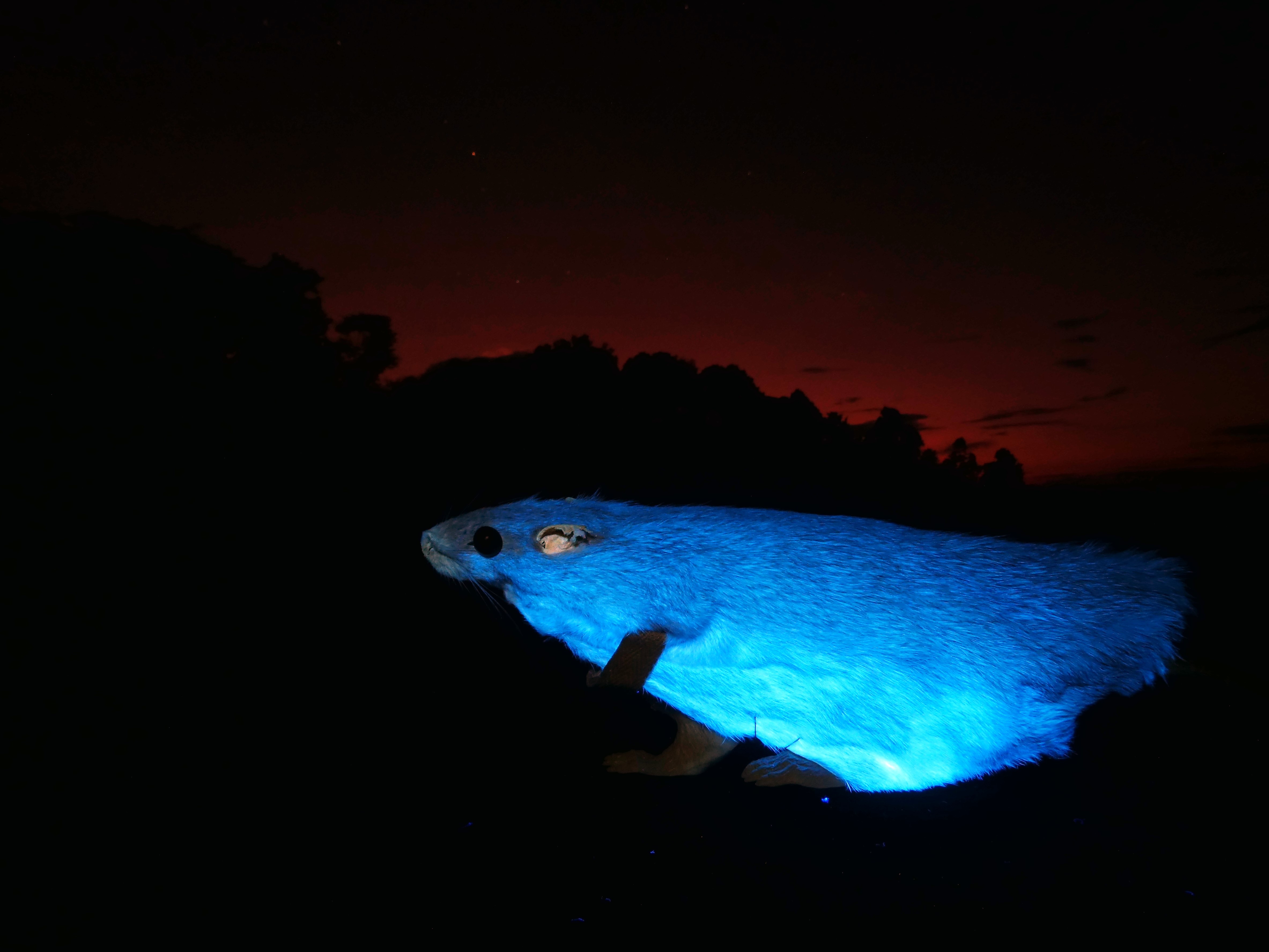 Does A Rat Need A Reason To Glow Ethereally? | Defector