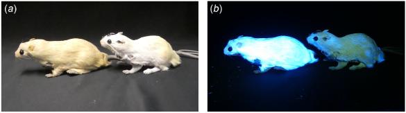 Does A Rat Need A Reason To Glow Ethereally? | Defector