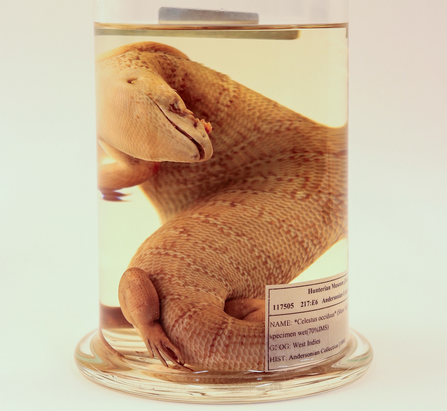 How A 170-Year-Old Lizard Finally Came Home To Jamaica | Defector