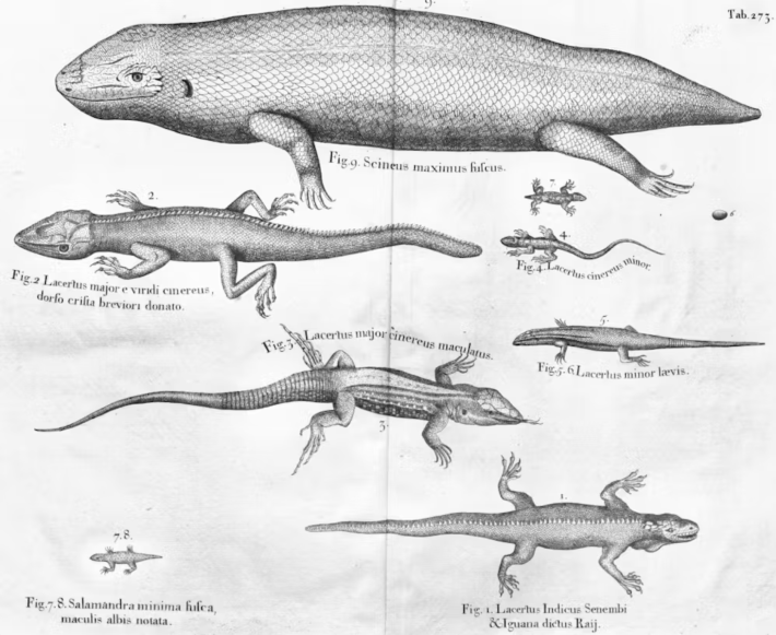 How A 170-Year-Old Lizard Finally Came Home To Jamaica | Defector