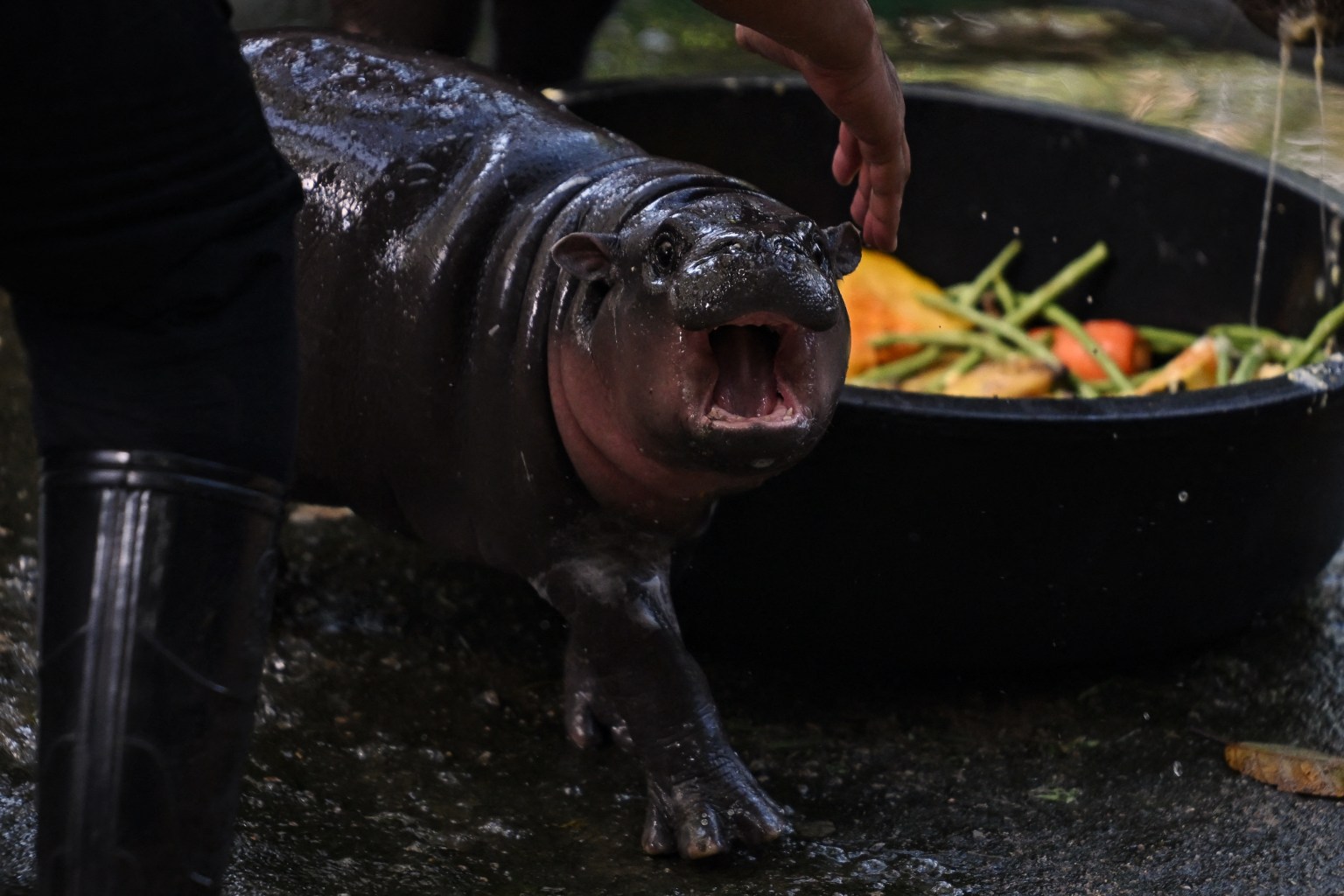 Tiny Hippo Went Extinct Because It Was Not As Cute As Moo Deng ...