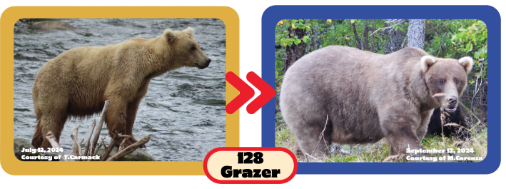 Bear Wins Fat Bear Week By Defeating Bear That Killed Her Cub | Defector