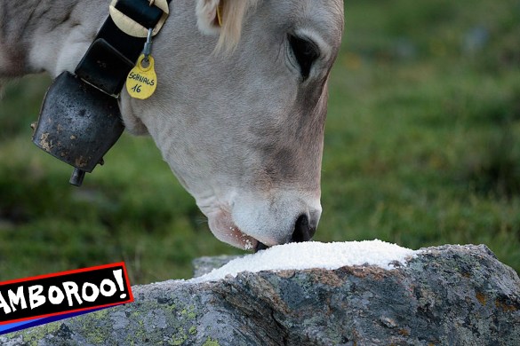 The T. Rex Species Saga, Explained | Defector