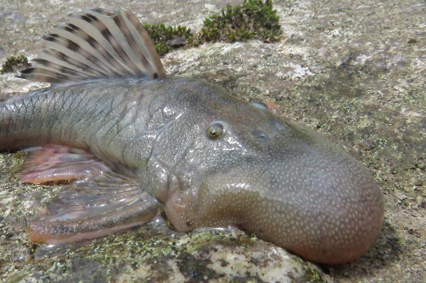 Blob-Headed Fish Sets New Standard Of Fishy Blobbiness | Defector