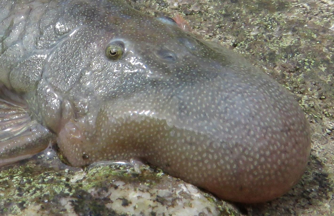 Blob-Headed Fish Sets New Standard Of Fishy Blobbiness | Defector