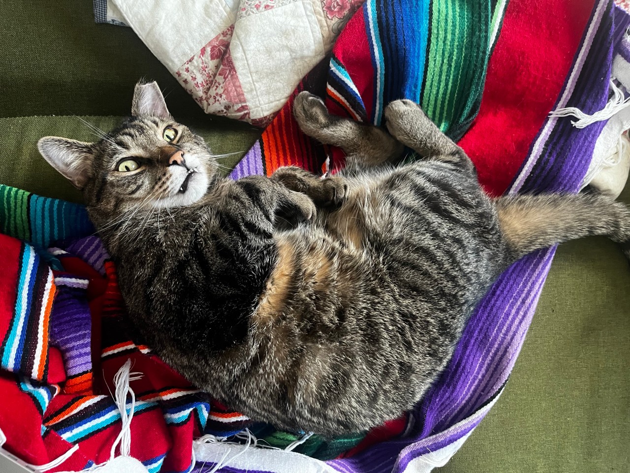 An Interview With My Cat About His Most Annoying Behaviors | Defector