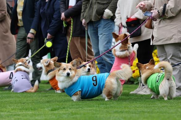 Please Enjoy These Images Of The 2025 Corgi Derby | Defector