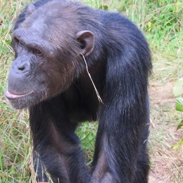 Innovation Strikes In The Field Of Chimpanzee Rectum Adornment | Defector