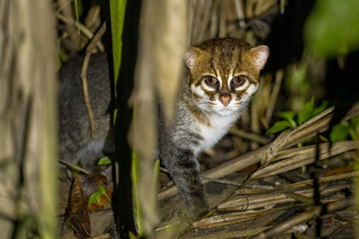 What Would You Name This Cat? | Defector